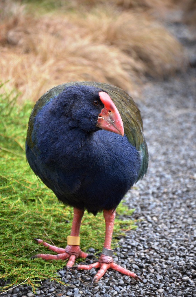 Takahē on Rotoroa | Hauraki Gulf Forum Takahē on Rotoroa