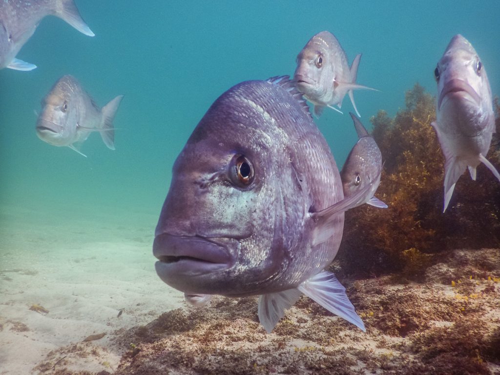 Scientists spy on baby snapper in Hauraki Gulf | Hauraki Gulf Forum ...