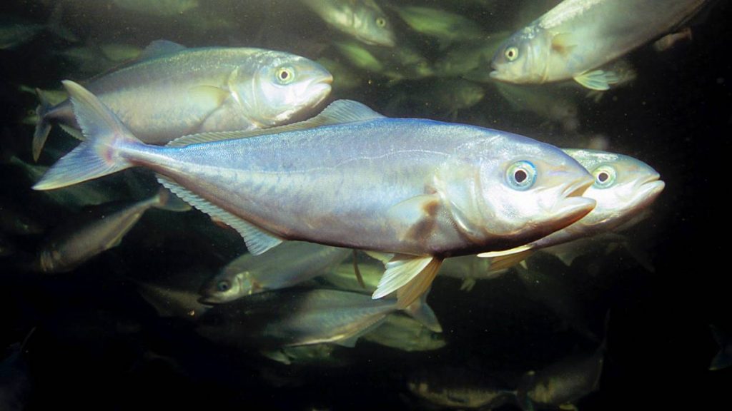 Fish farm a step closer | Hauraki Gulf Forum Fish farm a step closer