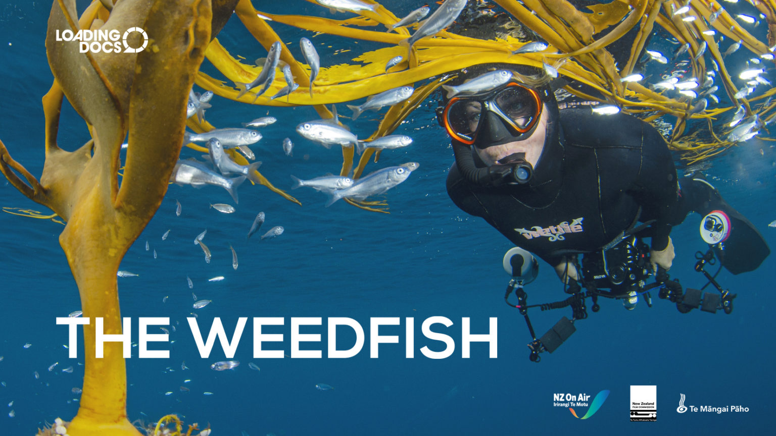 Finding the Crested Weedfish | Hauraki Gulf Forum Finding the Crested ...