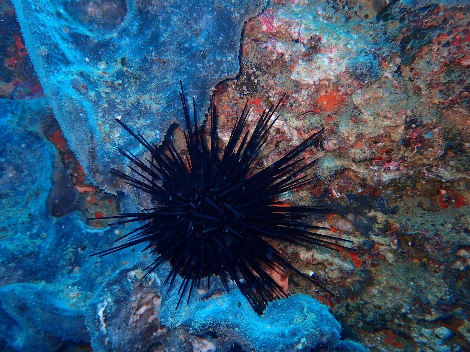 A pointed predicament: the long-spined sea urchin | Hauraki Gulf Forum ...