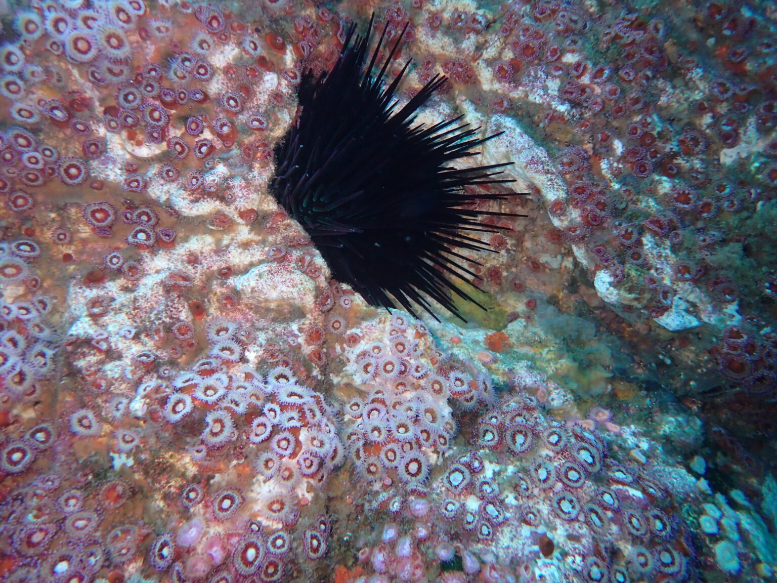 A pointed predicament: the long-spined sea urchin | Hauraki Gulf Forum ...