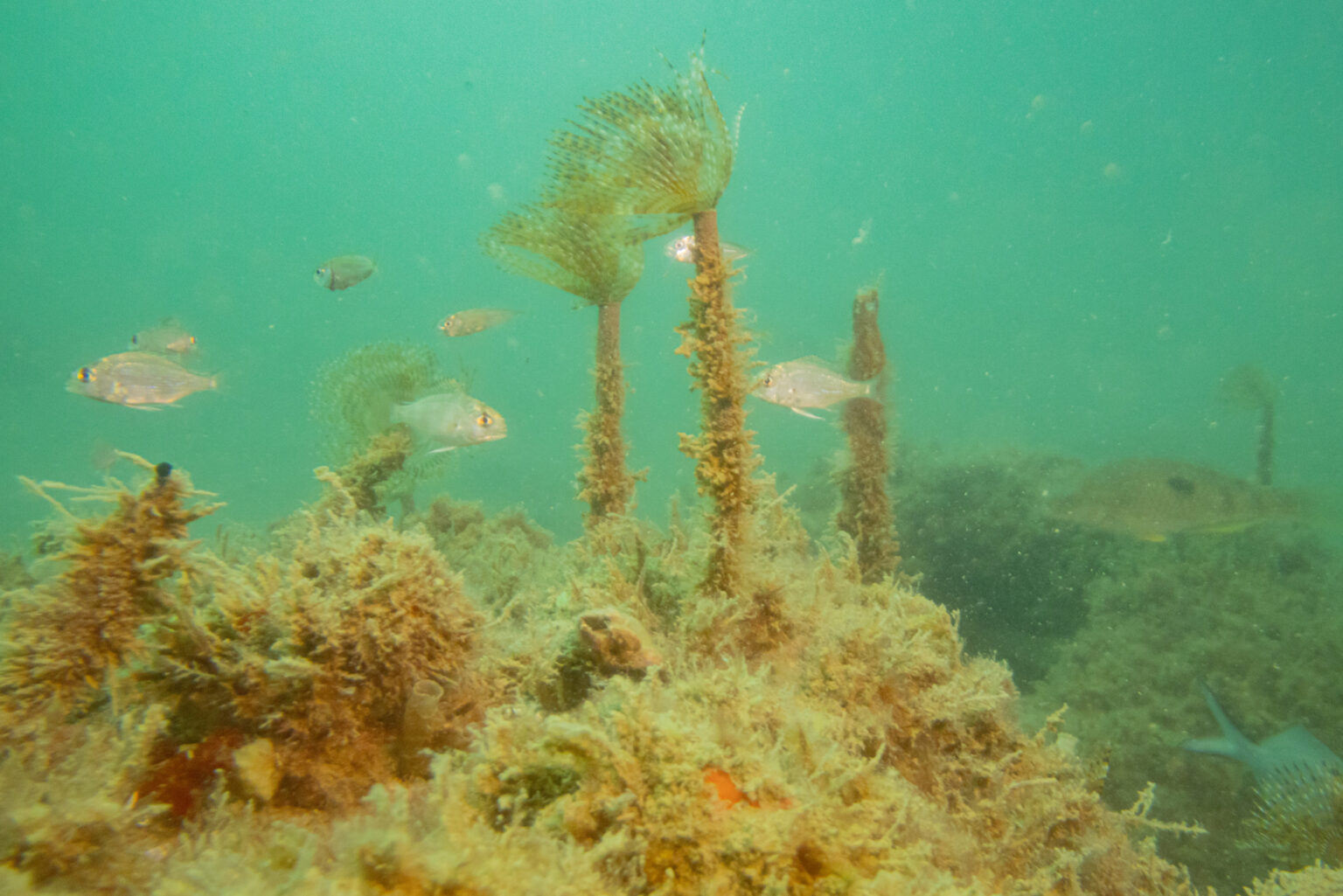 Reef balls rediscovered | Hauraki Gulf Forum Reef balls rediscovered