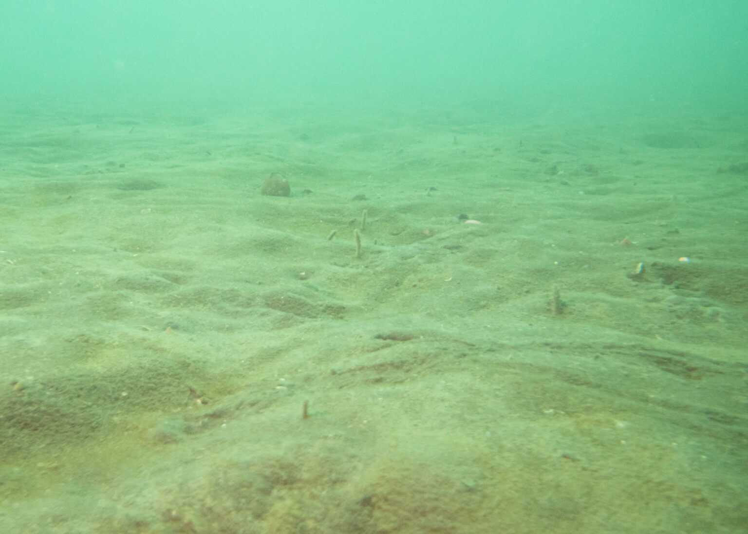 Reef balls rediscovered | Hauraki Gulf Forum Reef balls rediscovered