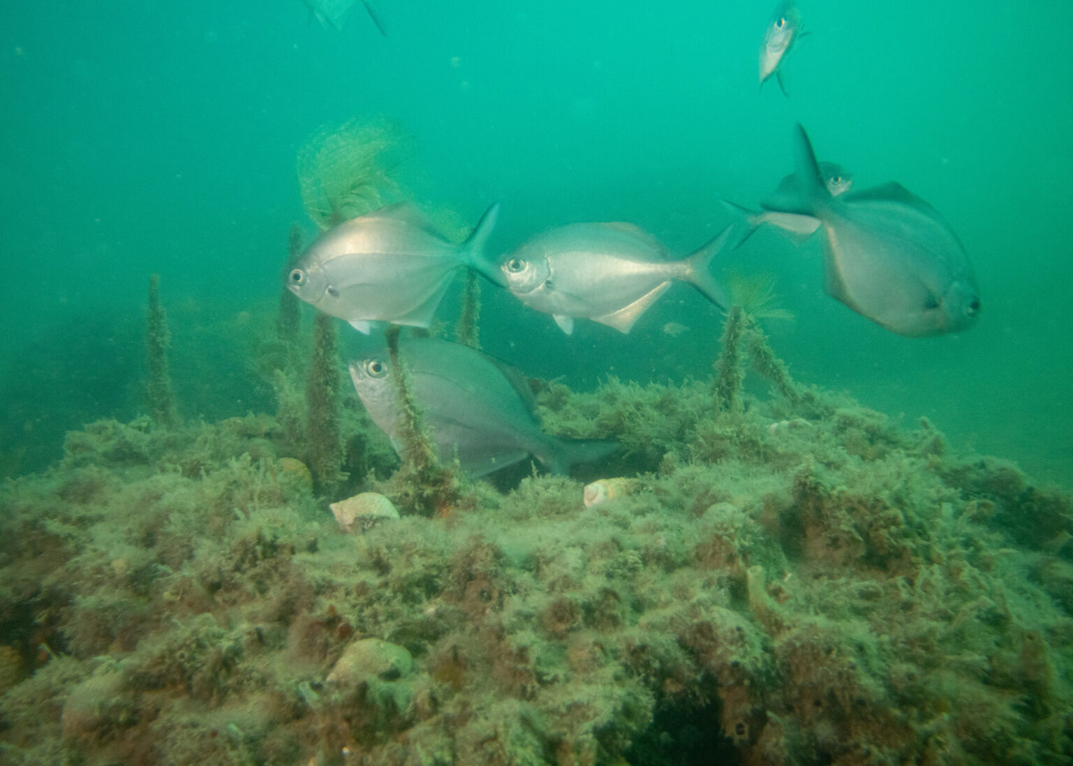 Reef balls rediscovered | Hauraki Gulf Forum Reef balls rediscovered